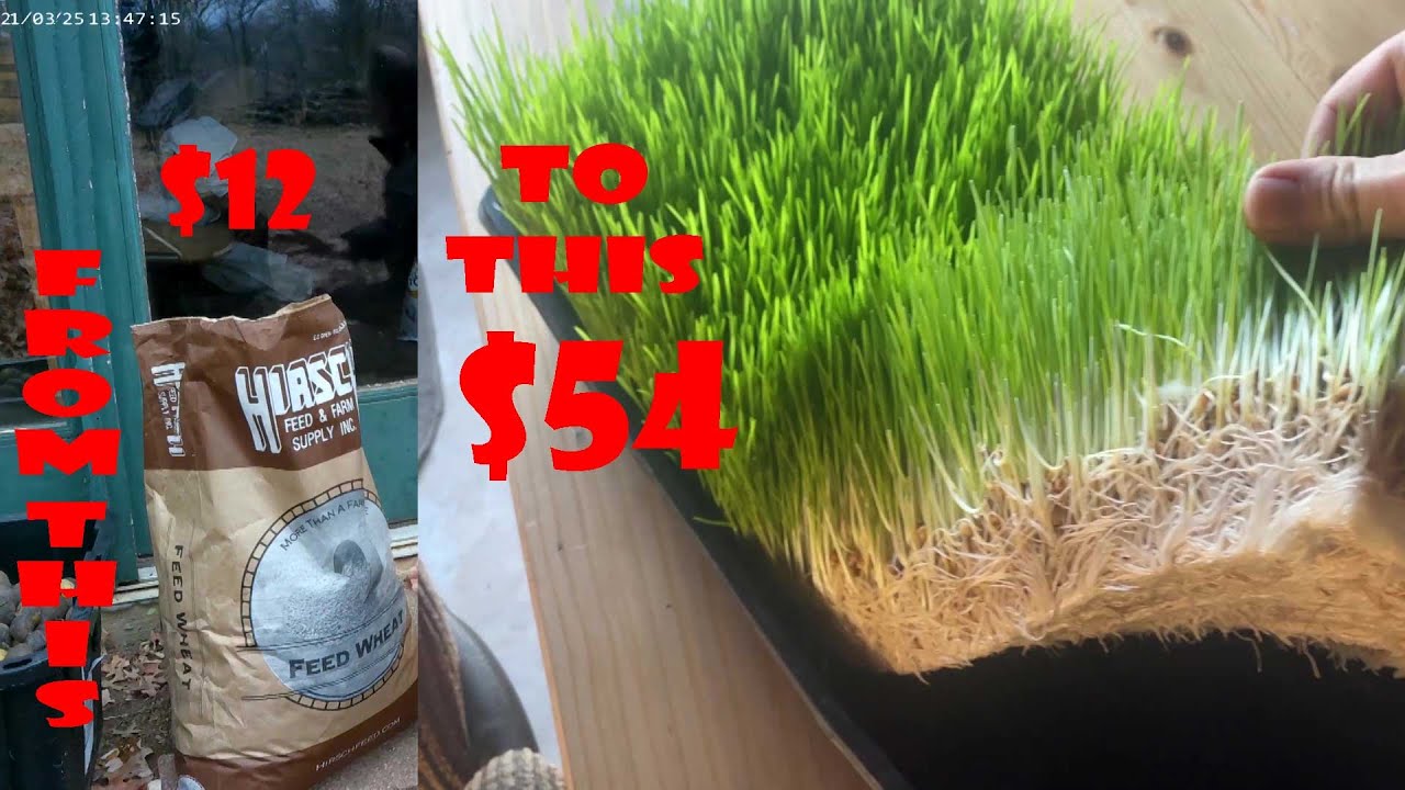 Make Fodder to save $$$ - YouTube