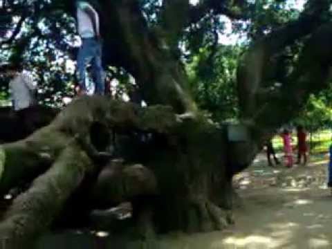 Thakurgaon, the largest mango tree!!! - YouTube