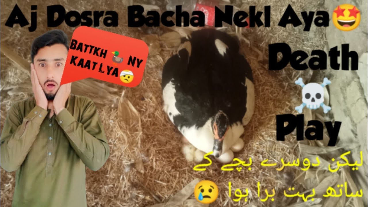Duck 🦆 ka 1 Bacha Mar Gya 😥 - Duck Ny Kaat Lya - Yasir barish # ...