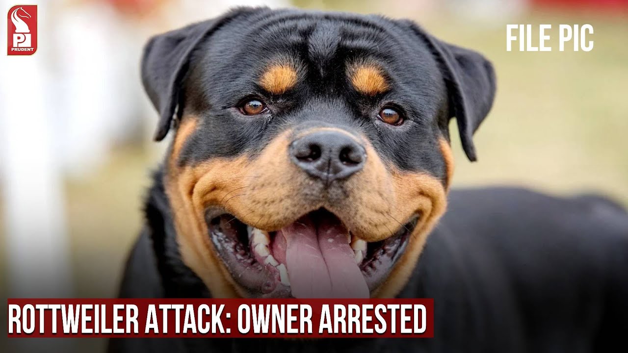 Rottweiler Attack Videos Youtube