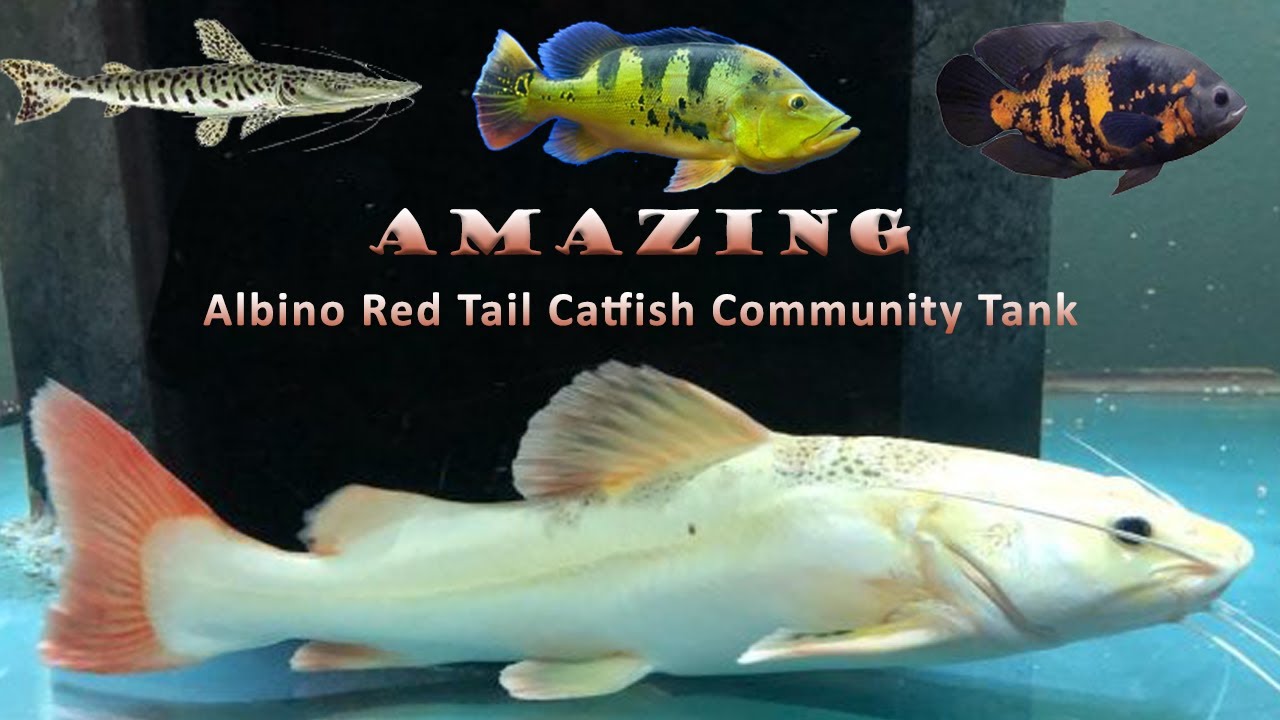 Albino Red Tail Catfish Community Tank - YouTube