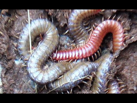 Soil Centipede Found At Phansad Wildlife Sanctuary - YouTube