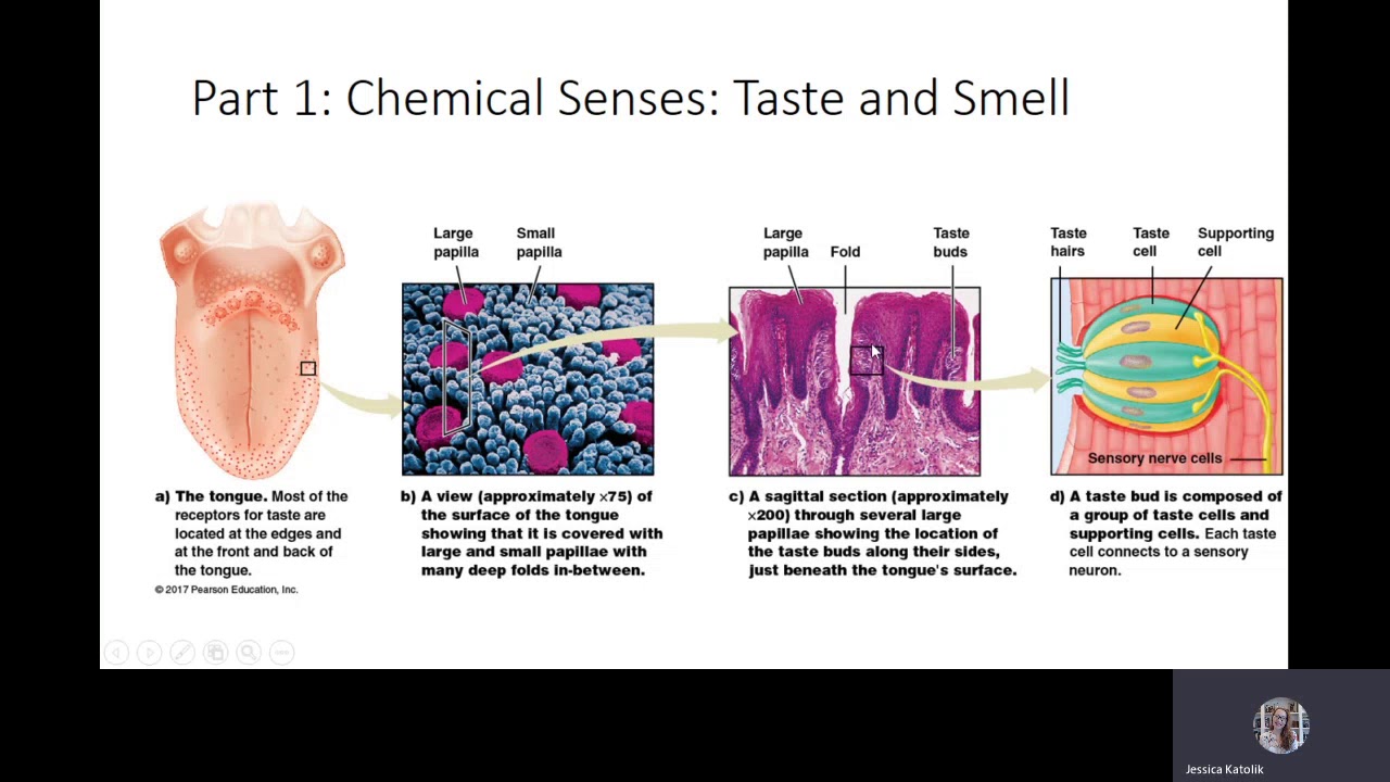 The Sense of Taste: Gustation - YouTube