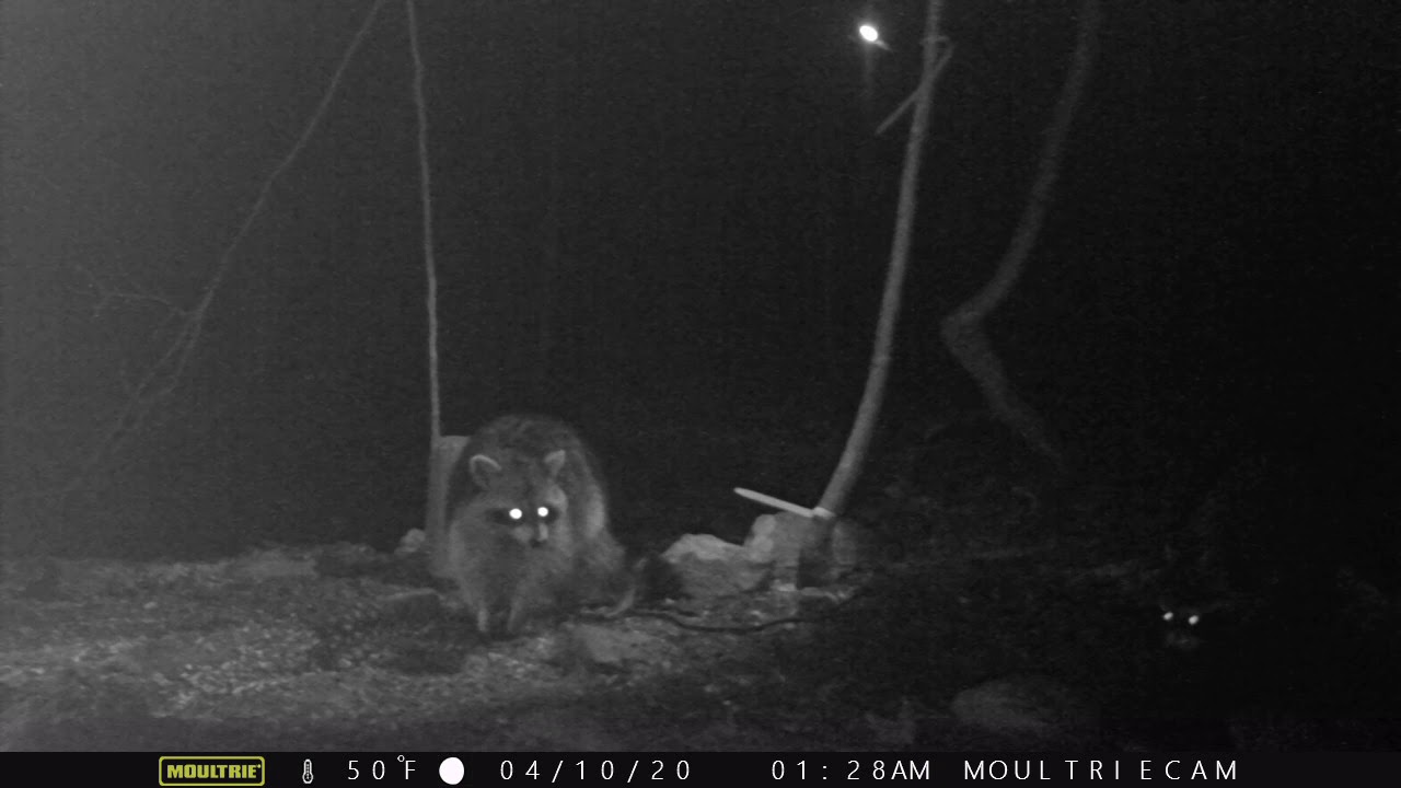 Trash Panda and Bandit fighting - YouTube