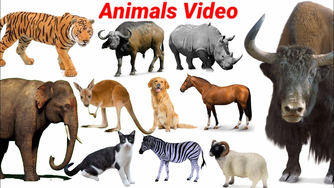 Animals Video | Cute Little Animals Cow, Dog, Cat, Tiger | Animals ...