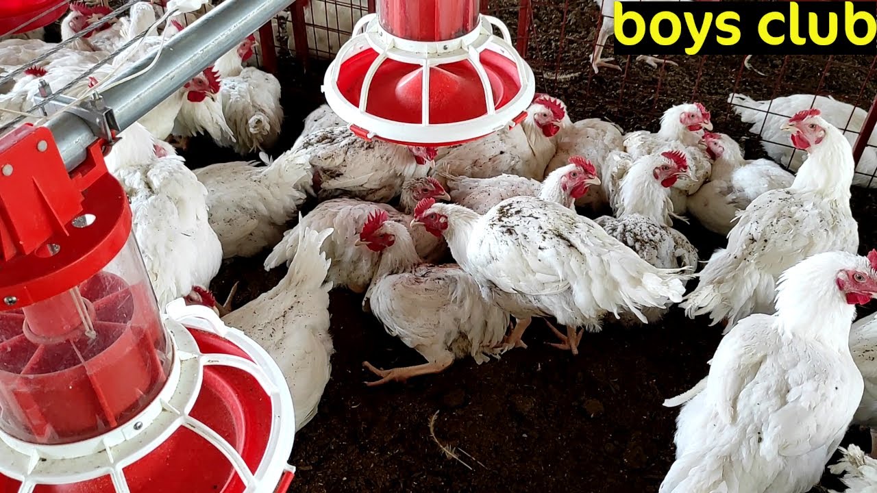 Male Broiler Breeders - YouTube