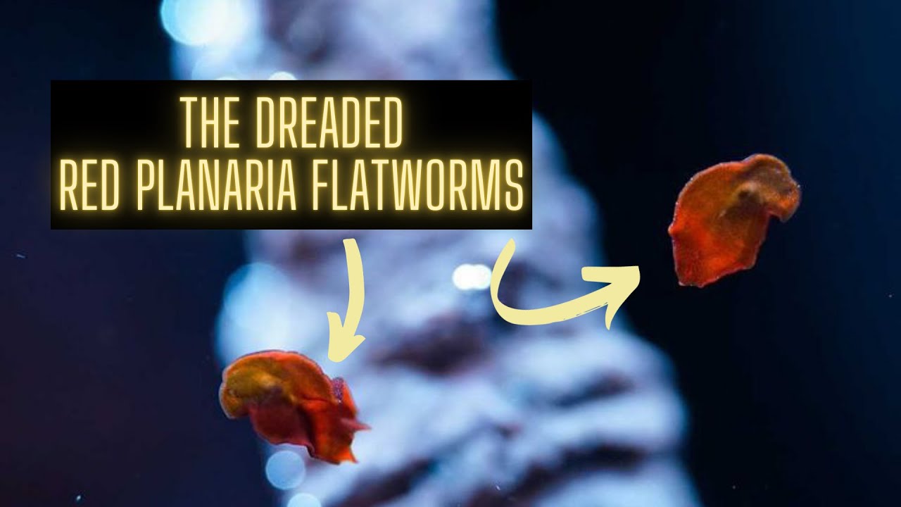 Red Planaria Flatworms! Ways to beat this Saltwater Pest! - YouTube