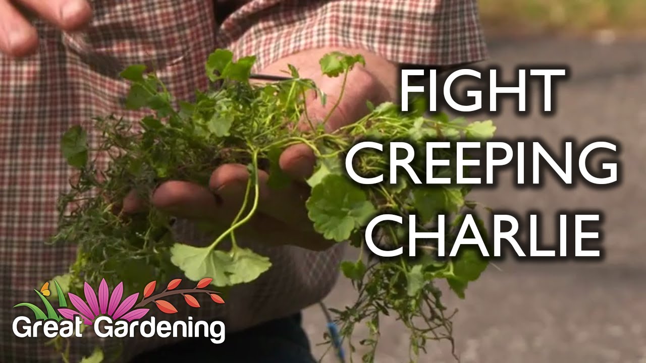 Get Rid of Creeping Charlie Tips - YouTube