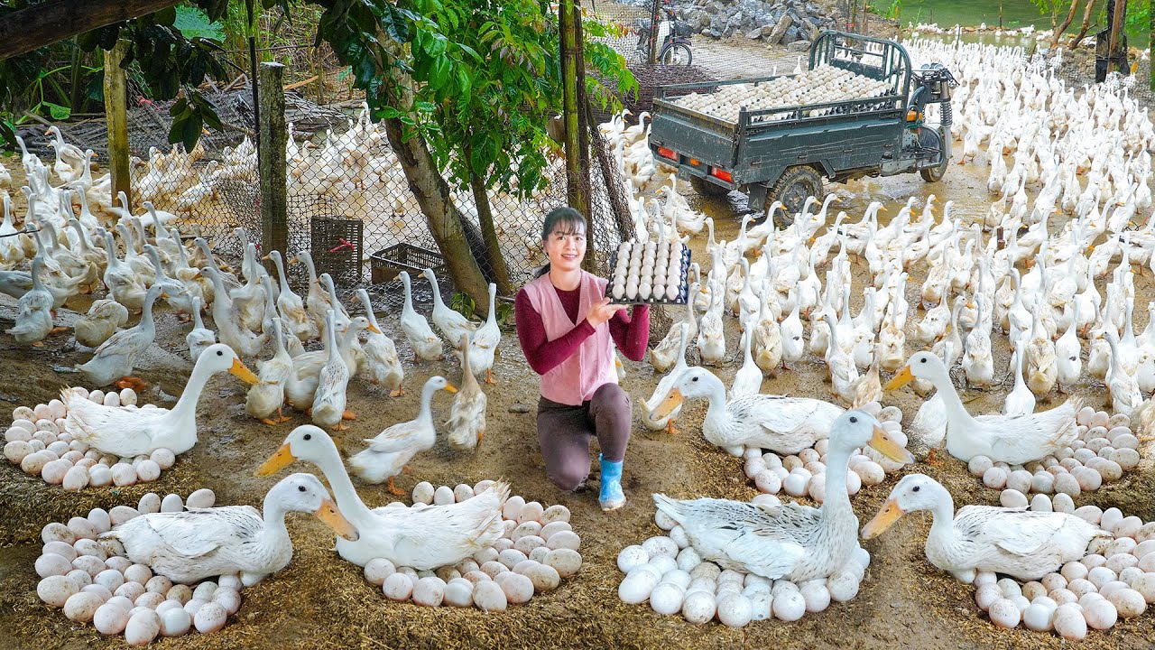 Harvest Many Eggs On The Duck Farm, Use 3-Wheeled Truck Transport Duck ...
