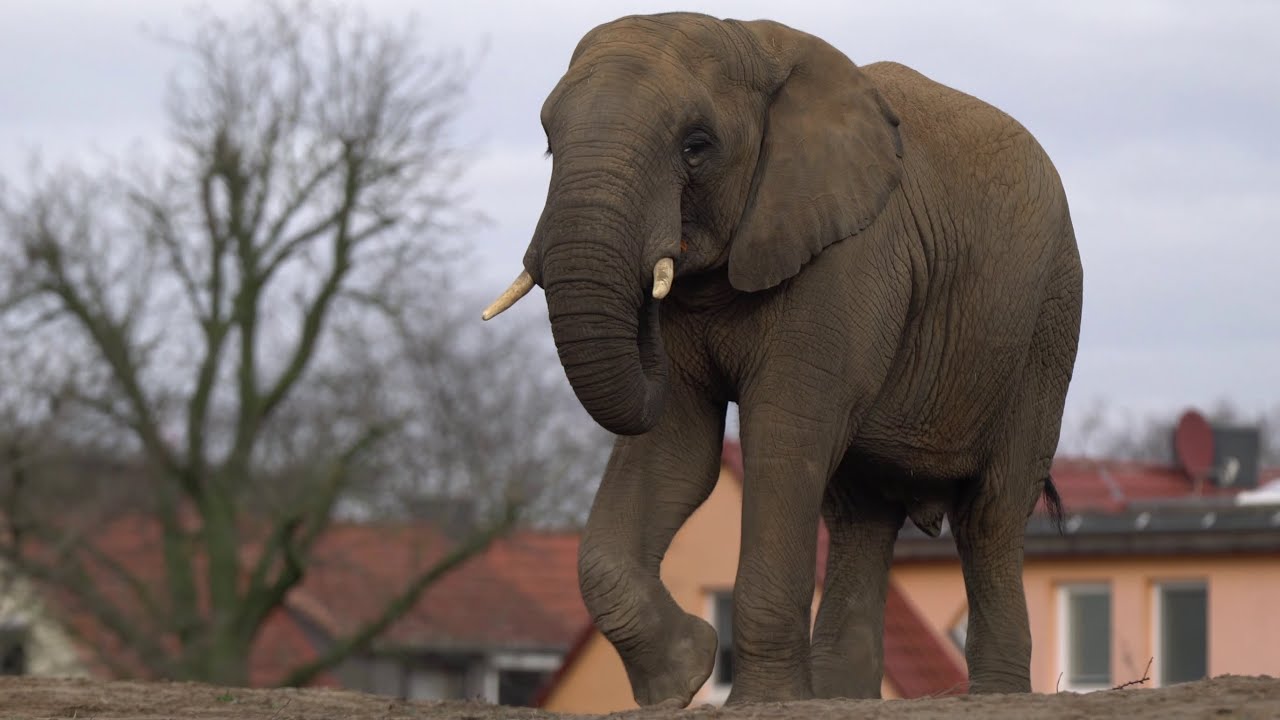 african elephant zoo,zoo magdeburg,zoo 4k,elephant zoo video,african ...