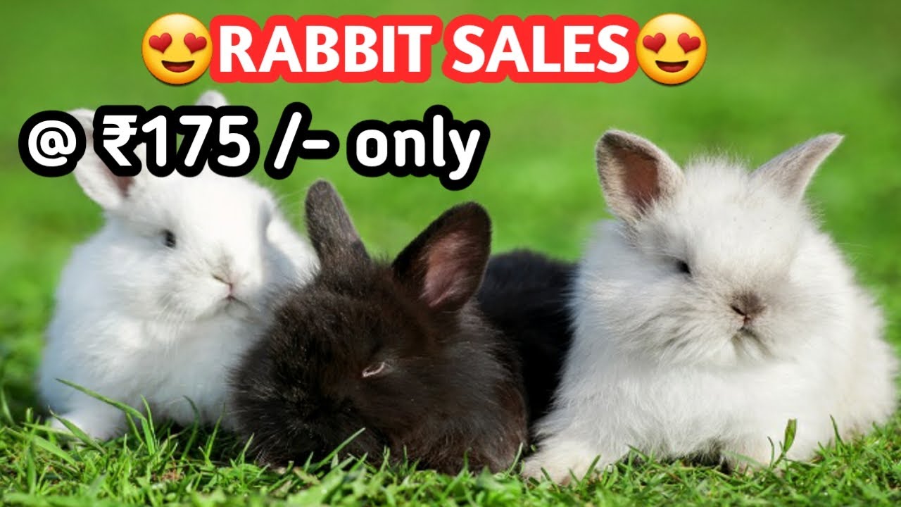 Rabbit Sale 😍 @₹175 #nagercoil_rabbit_farm - YouTube