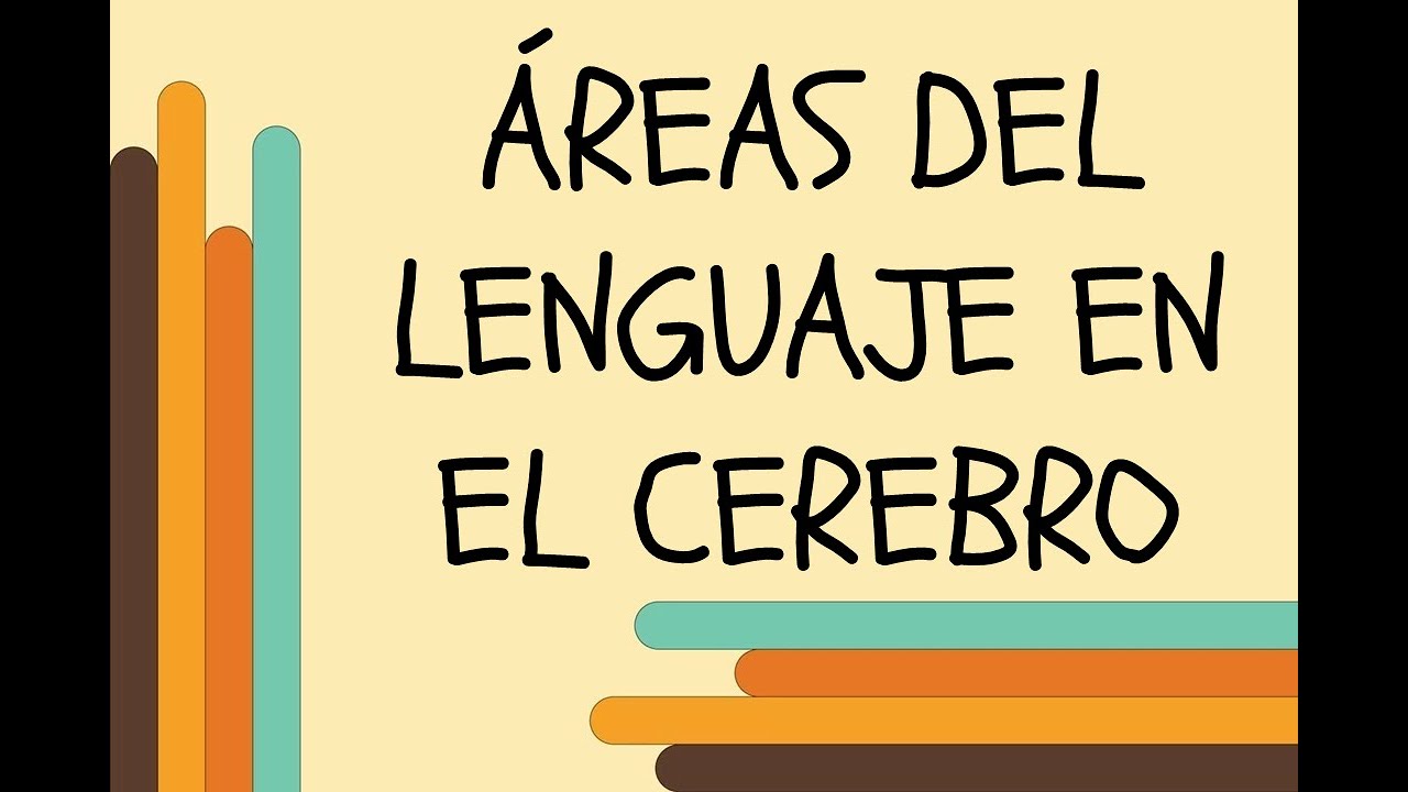 Áreas Del Lenguaje En El Cerebro - YouTube