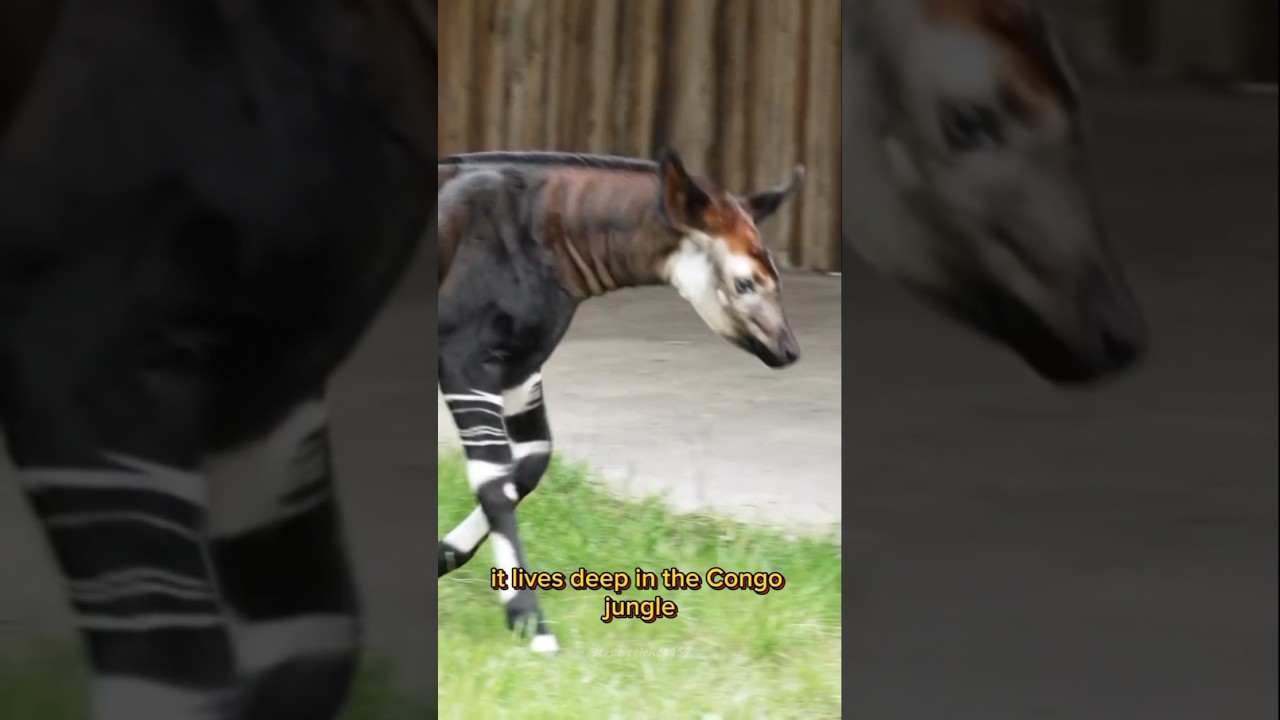 Okapi: The Secret Zebra-Giraffe Hybrid? #okapi #shorts - YouTube