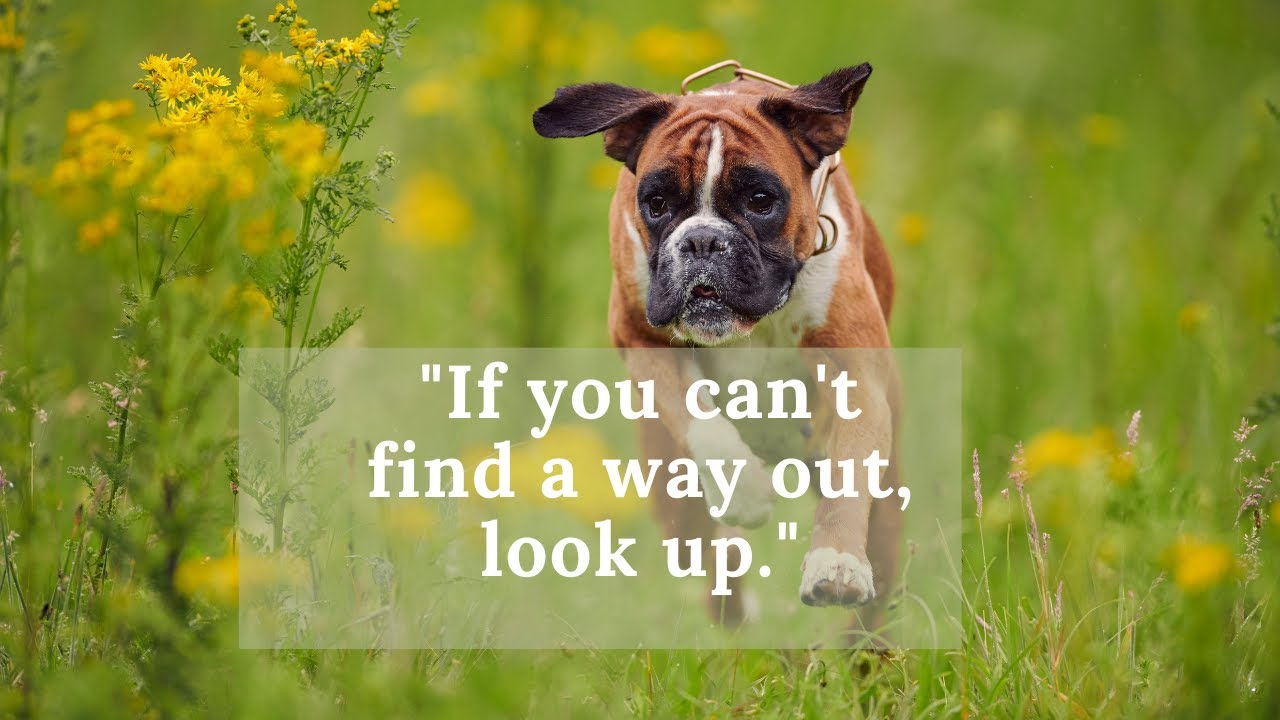 Frightened by a Boxer| A Devotional from Susan Long - YouTube