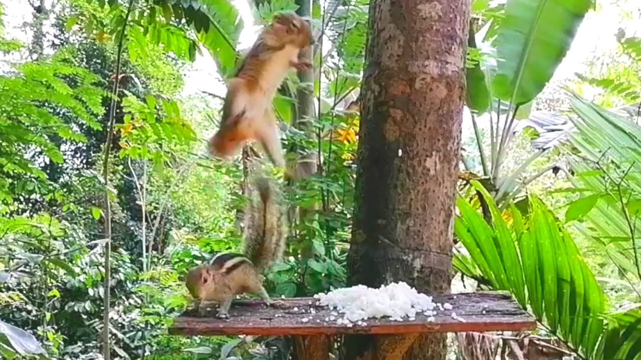 Squirrel Attack | Real Squirrel Attack For Feet | Squirrel tutorial ...