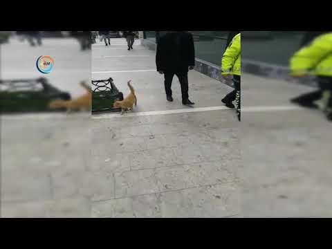 Kedinin yardımına Pamukova polis ekipleri koştu...