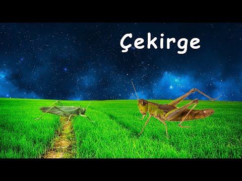 Ç Harfi Kelimeleri | ABC Harfleri Öğreniyorum | Eğitici Çizgi Film Animasyon - Cici Dostlar