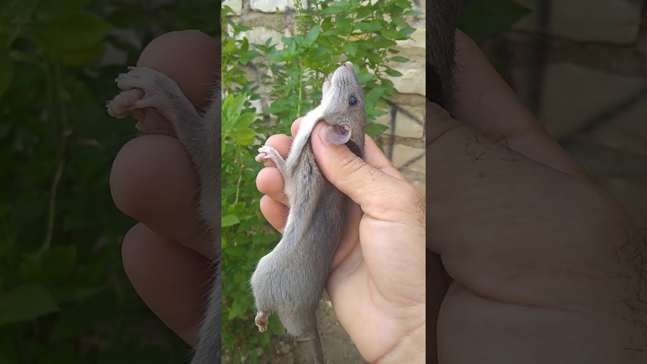 Rato gabiru - YouTube