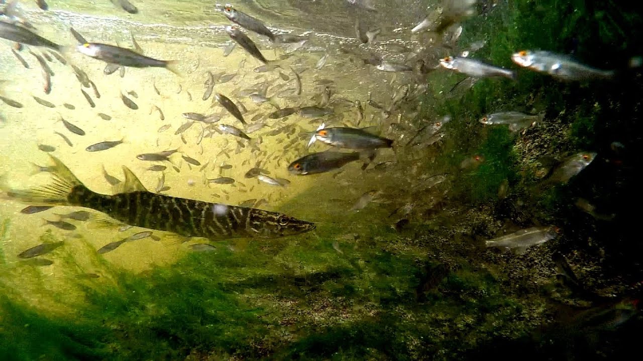 A small pike hunts on roach fry in a fast river. Slow motion underwater ...