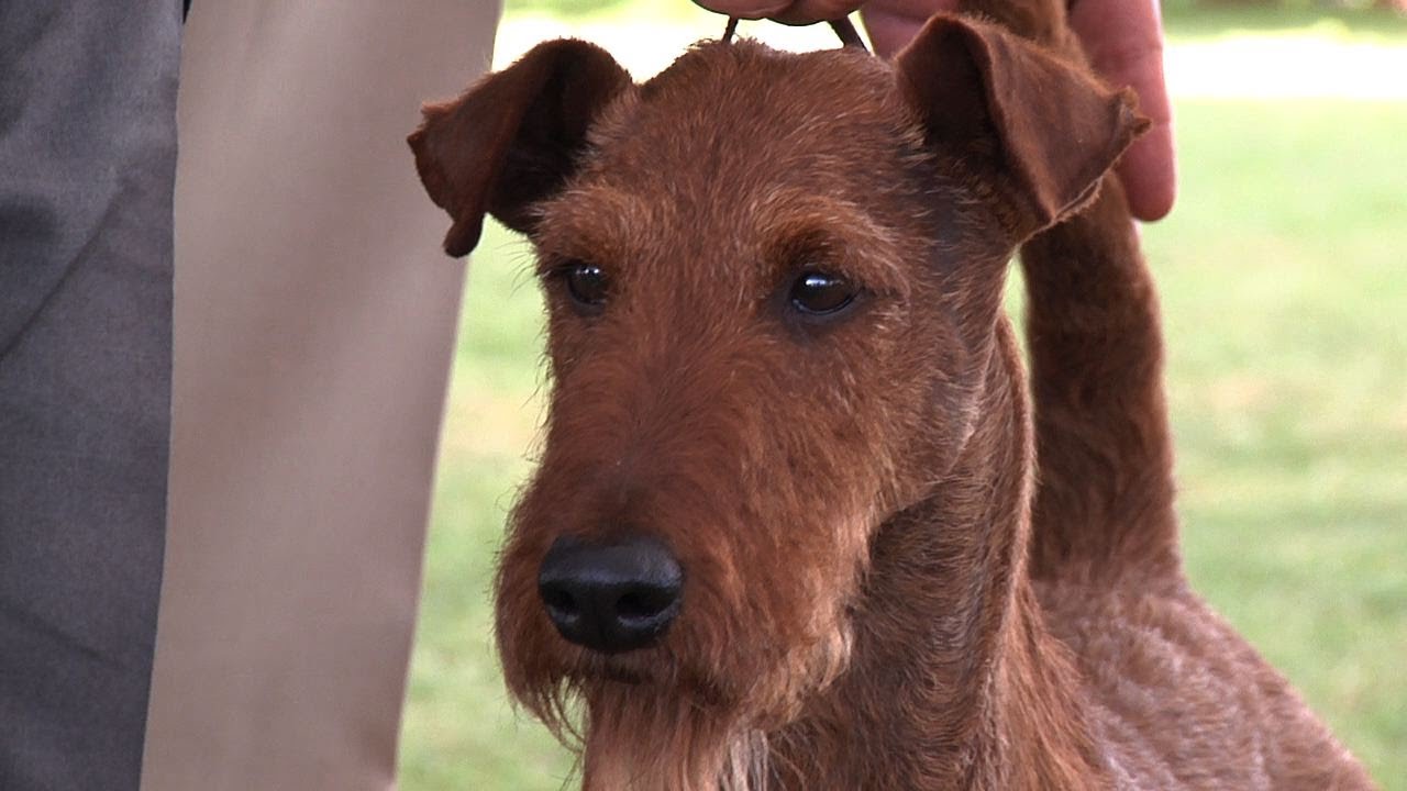 Windsor Championship Dog Show 2013 Best in Show - YouTube