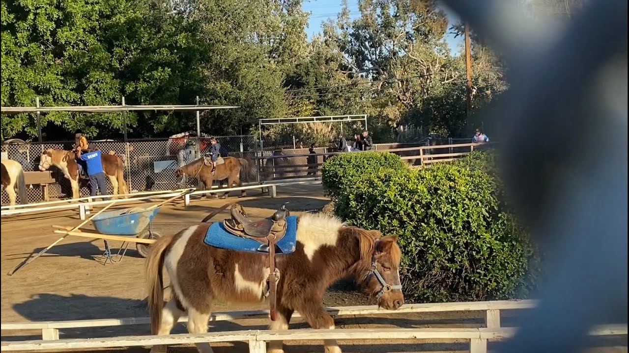Griffith Park Pony Rides! Last Weekend Open - YouTube