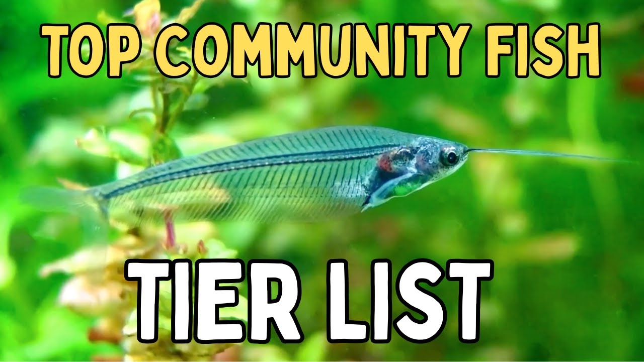 35 Peaceful Community Fish Ranked (From 'Meh' to Must-Have) - YouTube