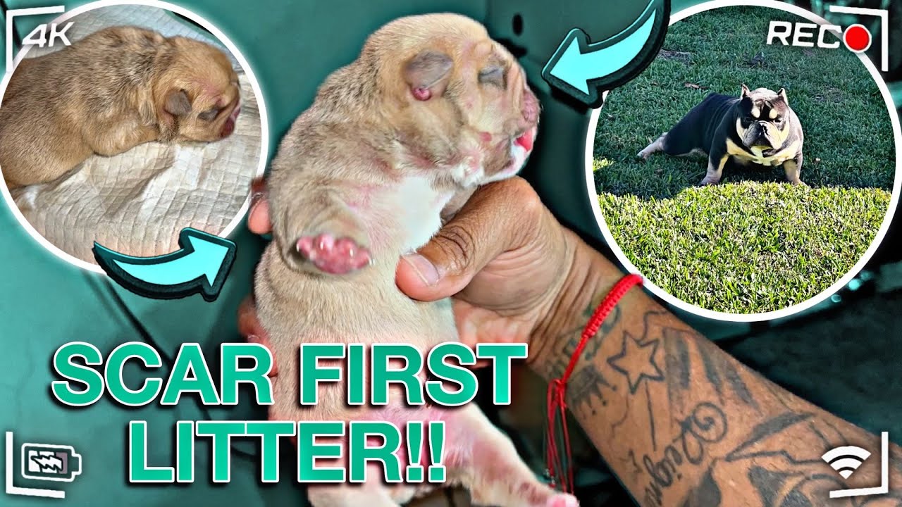 SCAR FIRST LITTER - YouTube