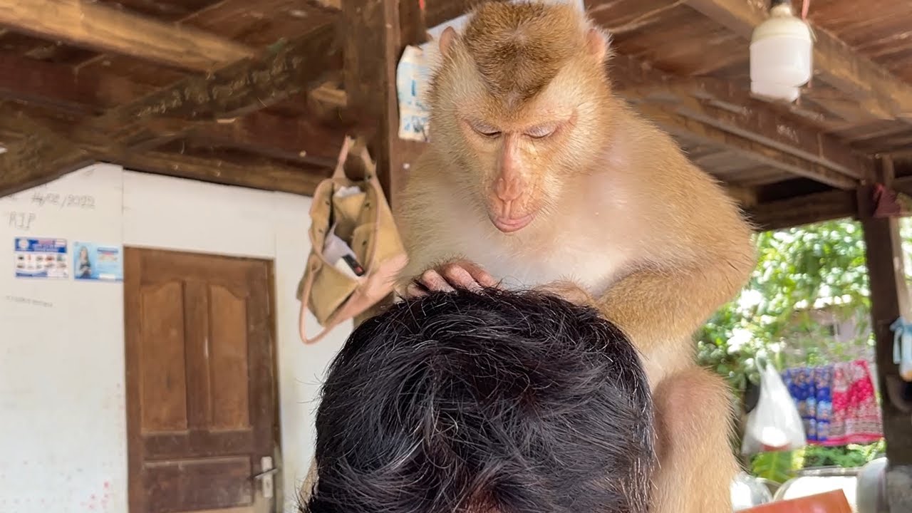 This The Funniest Monkey Haircut Ever! ASMR Monkey Zueii Grooming ...