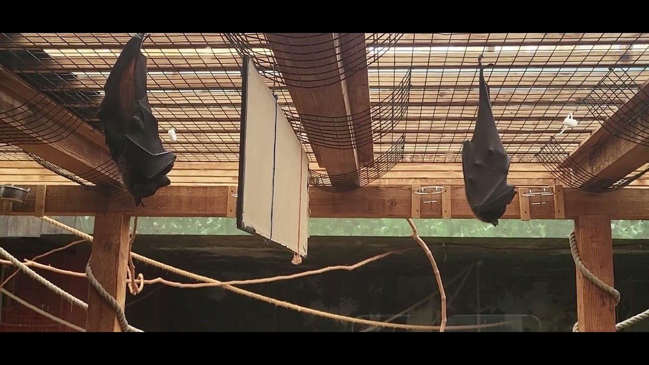 Columbus Zoo: Flying Fox Bats 🦇 - YouTube
