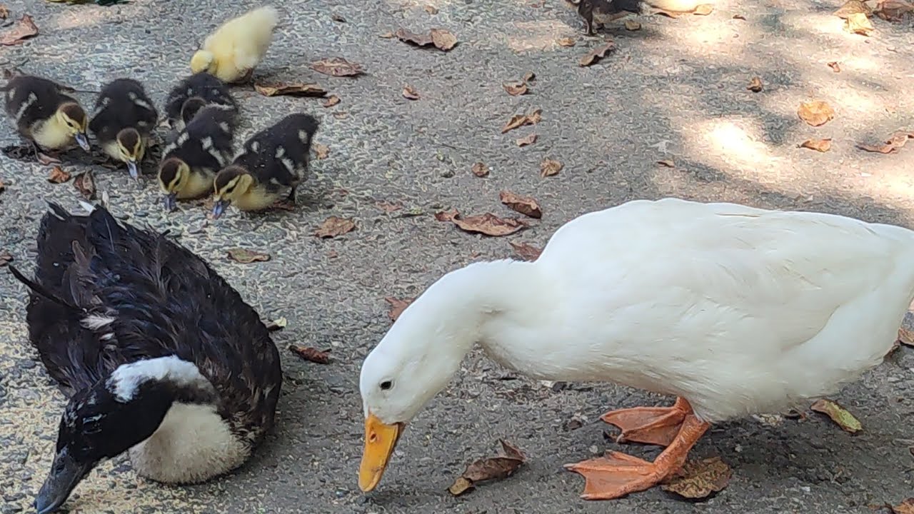 @Israeli duck - YouTube