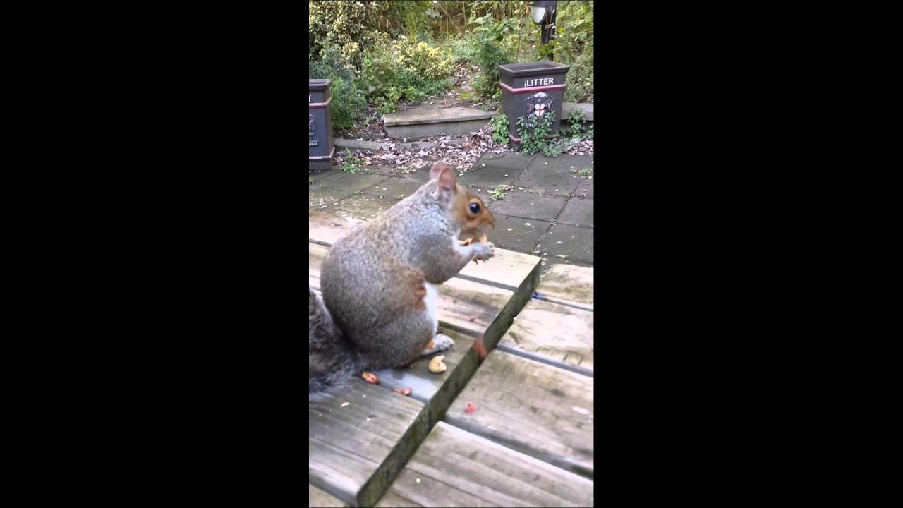 リスの声 Squirrel voice - YouTube