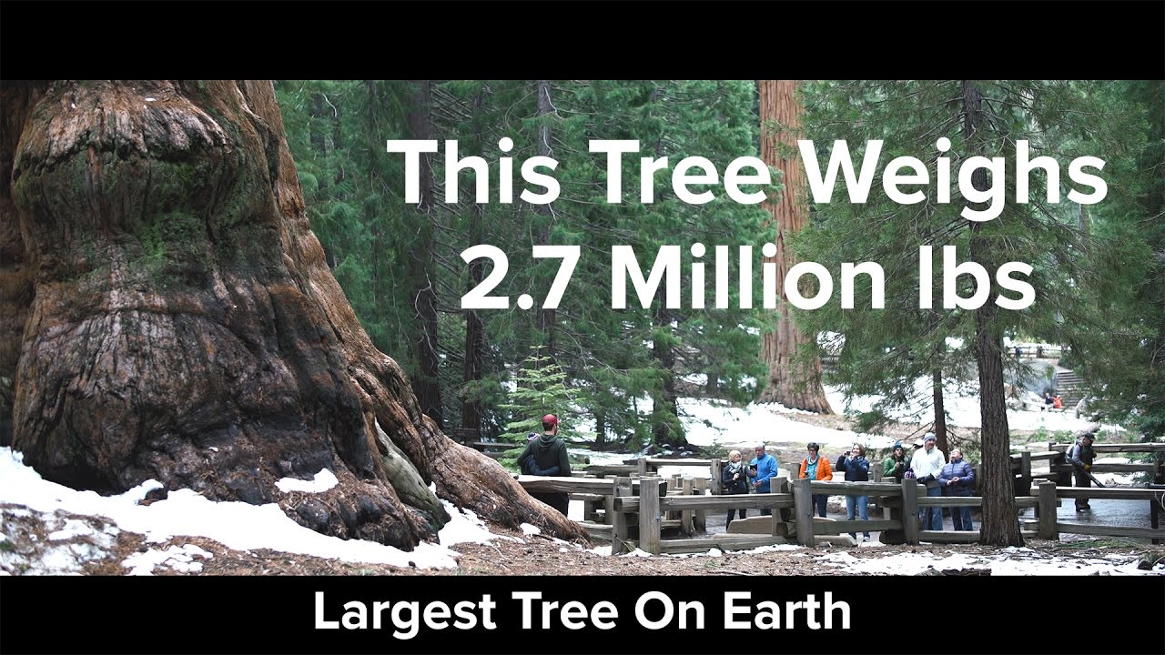 This Tree Weighs 2.7 Million lbs - The General Sherman Tree - The ...