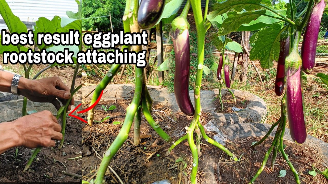 Many rootstock attaching best result our eggplant/ tutorial &tips Gha ...