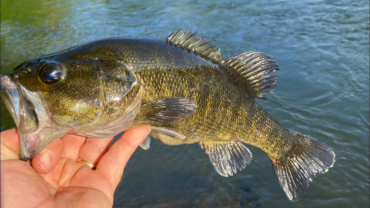 Shoal Bass Fishing the Ocmulgee!!! - YouTube