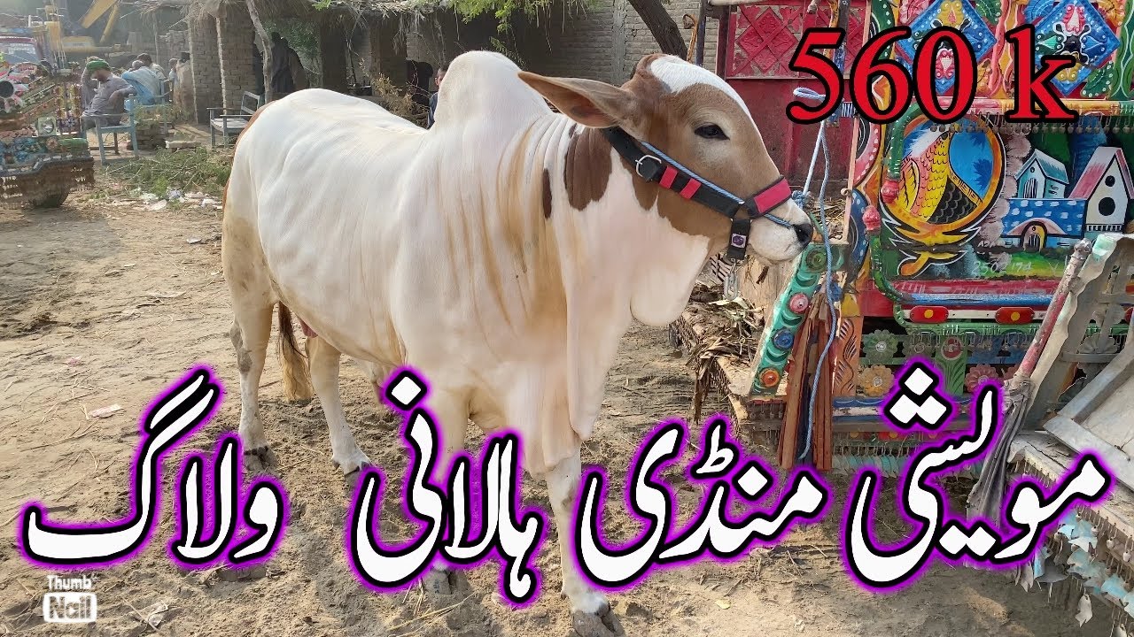 Halani cow mandi latest update || Halani mandi || Qurbani ke janwar ...