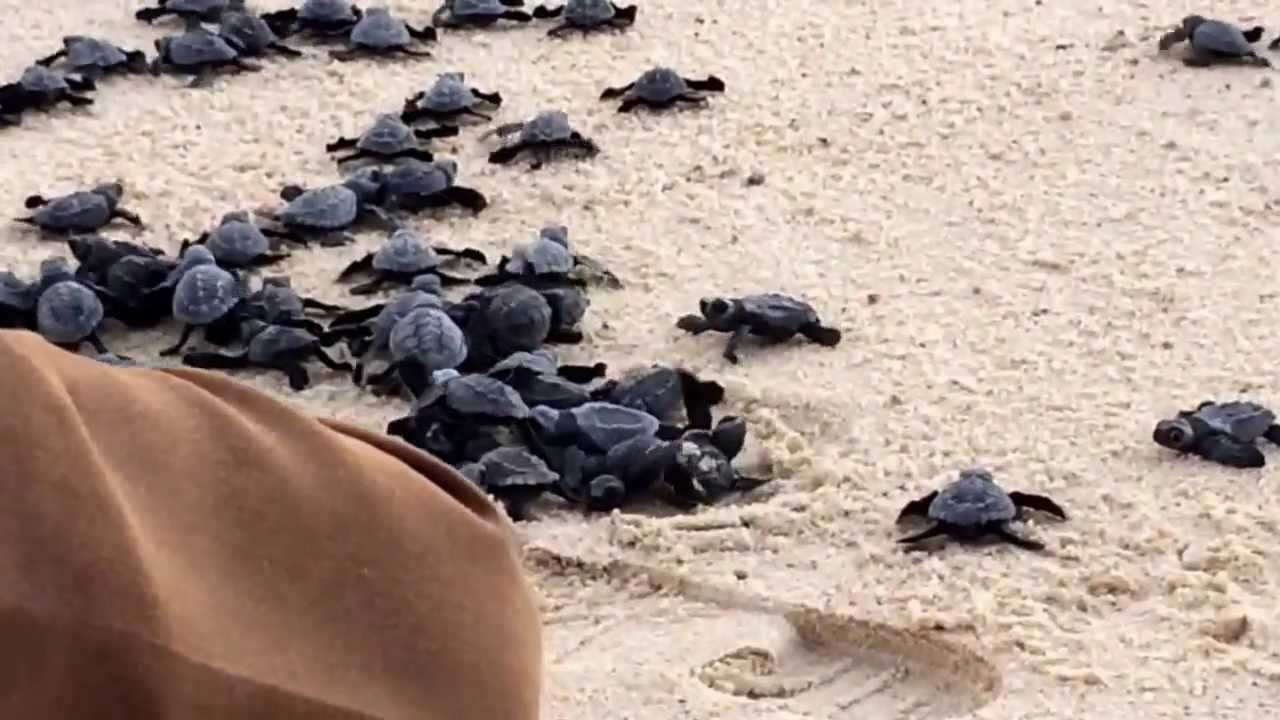 Baby turtles being released into the ocean - YouTube