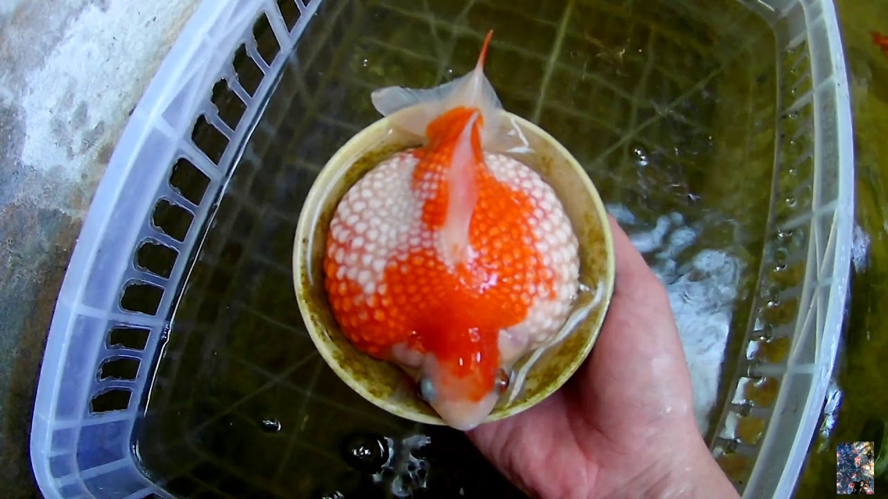 Bán em CÁ VÀNG Goldfish PING PONG Size khủng - YouTube