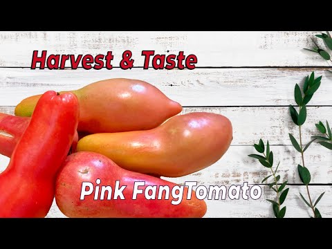 Pink Fang Tomatoes: Harvest & Taste - YouTube