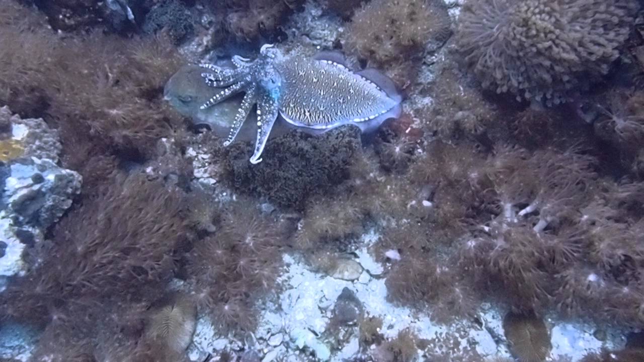 Cuttlefish Fight - YouTube