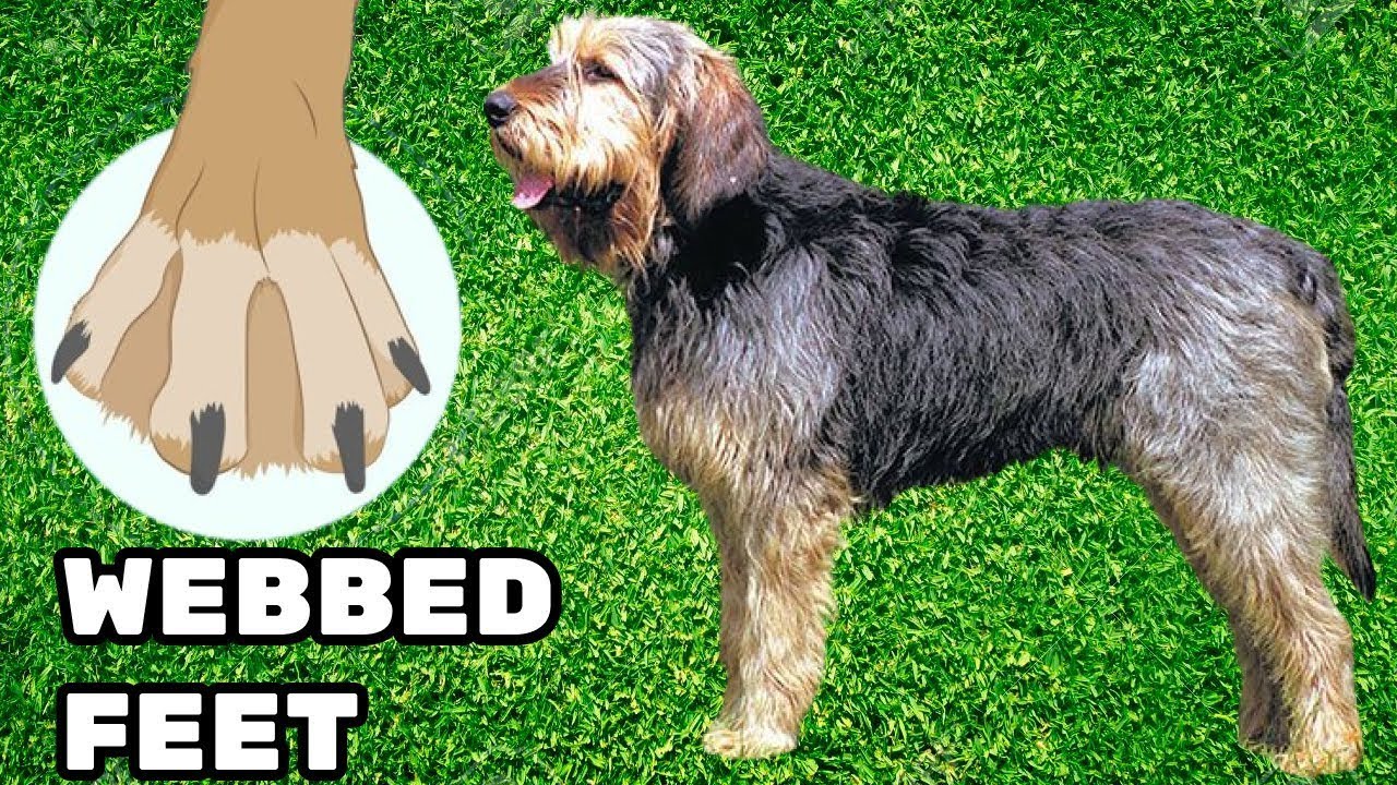 UNKNOWN Dog Breeds! - YouTube