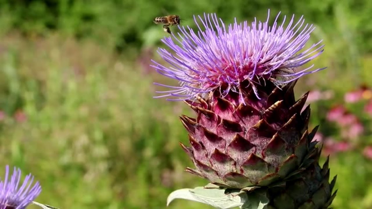 Hoe teel je zaad van kardoen en artisjok? - YouTube