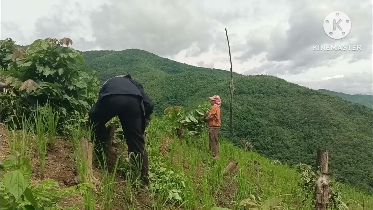 Peb hmoob nplog nthua nroj nplej pobzeb thiab lis nkawv lub neej Ep03. July 19,2025. - YouTube