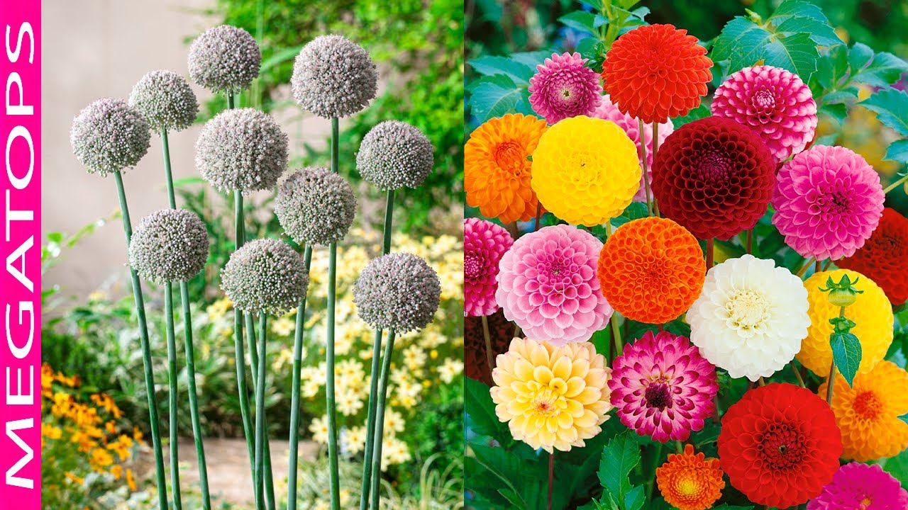 7 Flores Hermosas con Forma de Pompones - YouTube