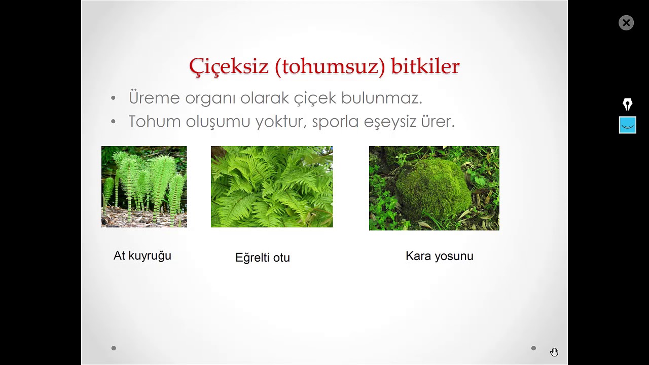 9 Sınıf Bitkiler Alemi - YouTube