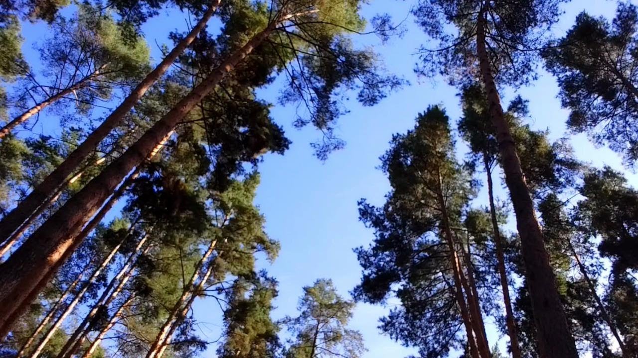 FOREST MEDITATION | RELAXATION SONG | HEALING of SOUL | DEEP SLEEP ...