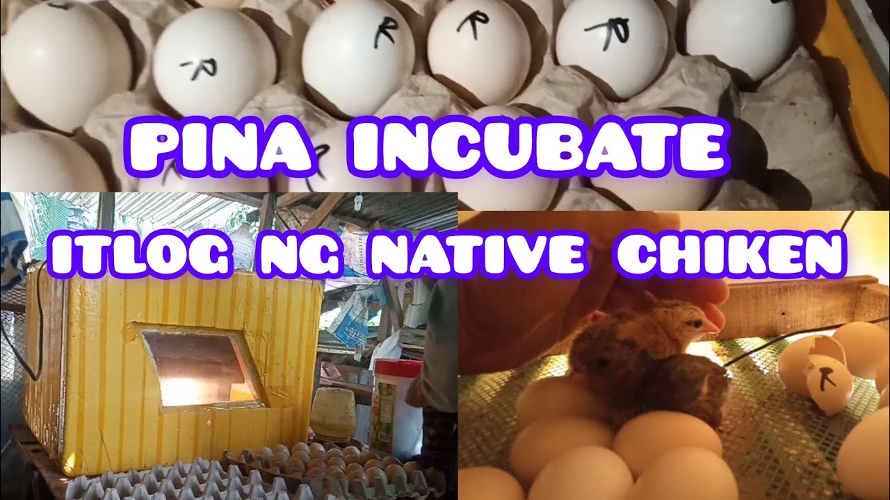 Nagincubate ako ng native chicken na itlog.Native chicken egg. Naghatch ...