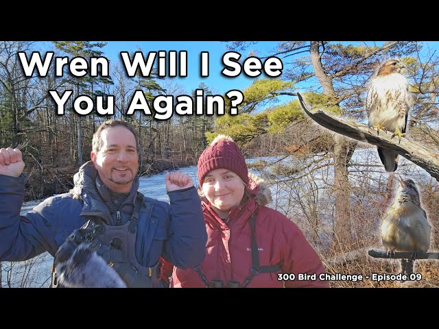 Wren Meme