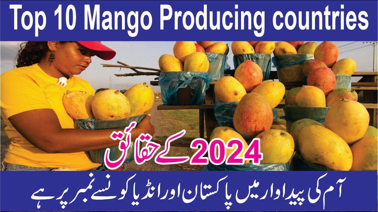 Top 10 Mango Producing Countries in the world | Urdu Discovery - YouTube