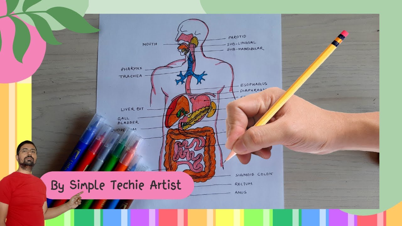Learn How to Draw the Human Digestive System - Easy Tutorial for ...