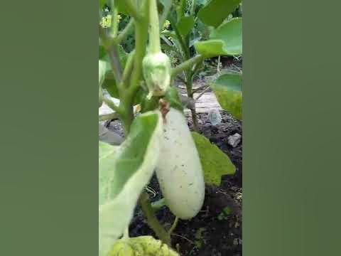 Баклажаны ВИТАЛИК, БИБо, АНДРЮША. - YouTube
